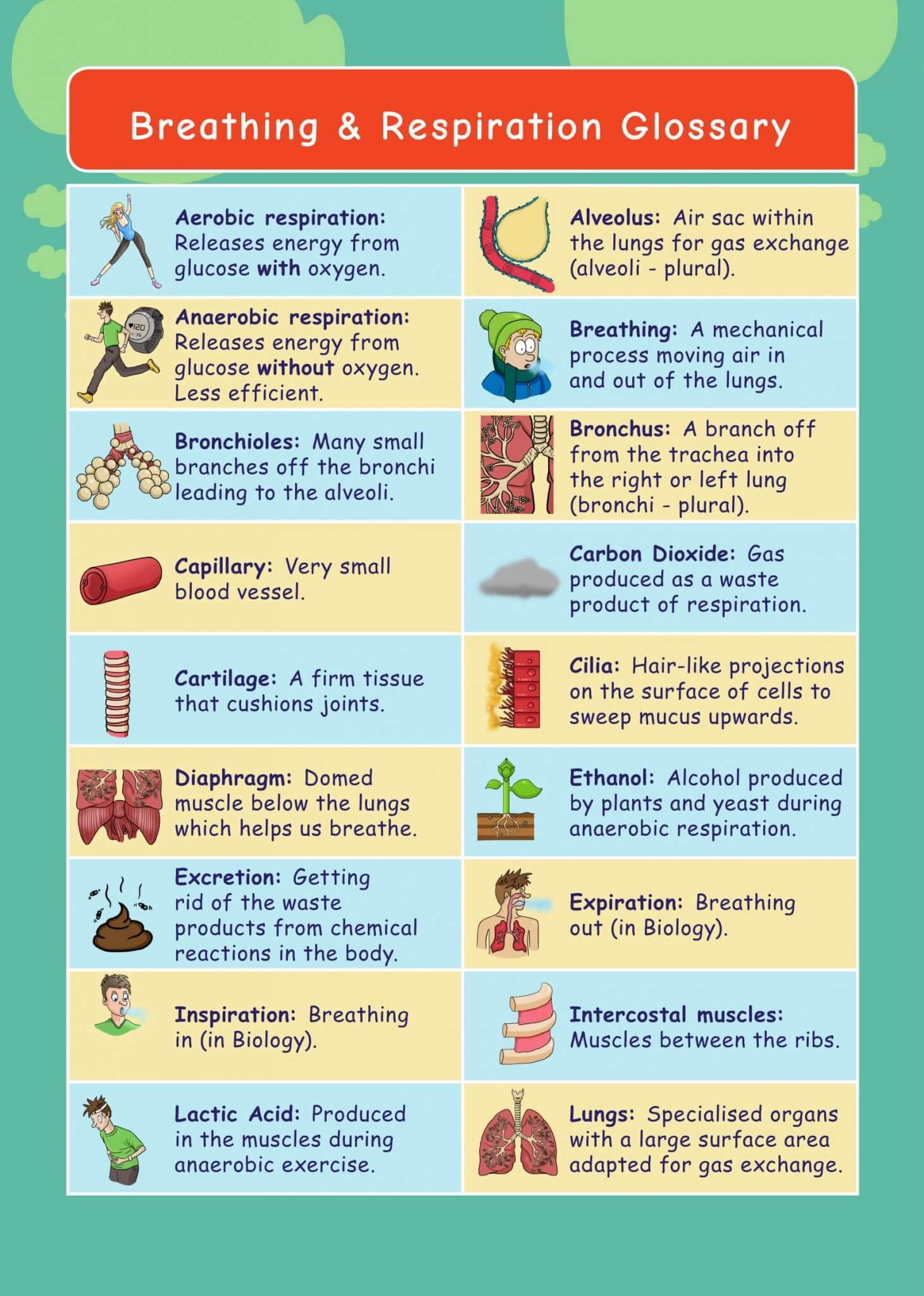 Breathing & Respiration KS3 Biology | Resources For Dyslexics