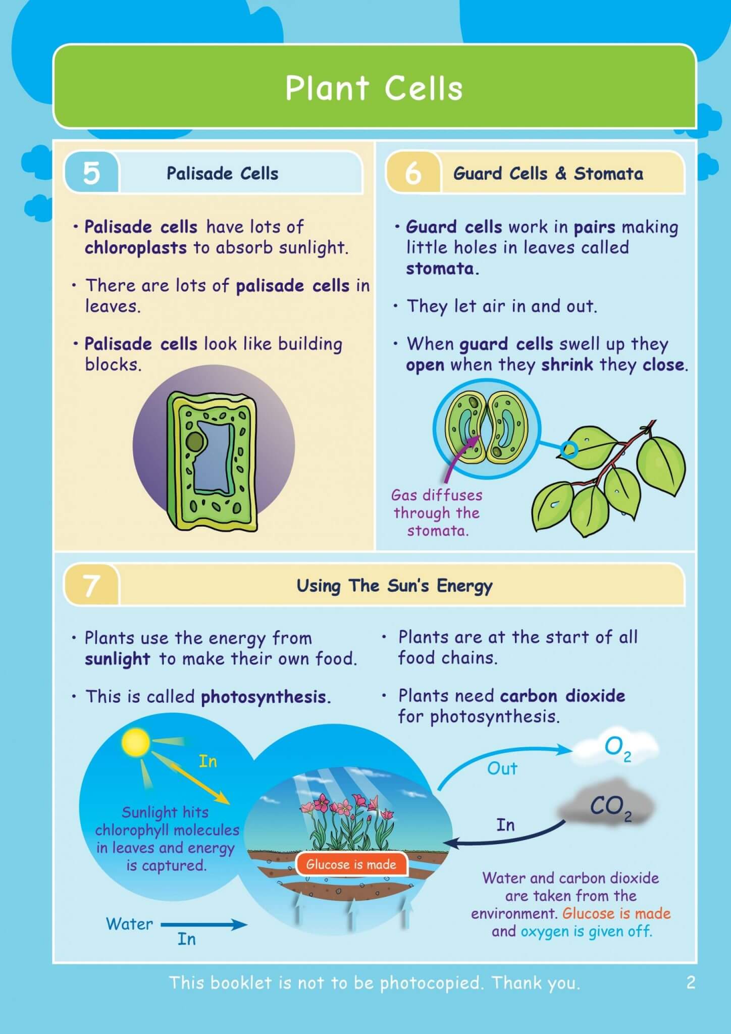 CE KS3 Biology: Plants & Photosynthesis | Resources For Dyslexics