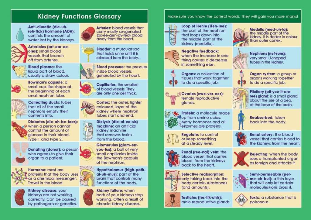 GCSE/KS4 Biology | Kidney Function | Resources For Dyslexics