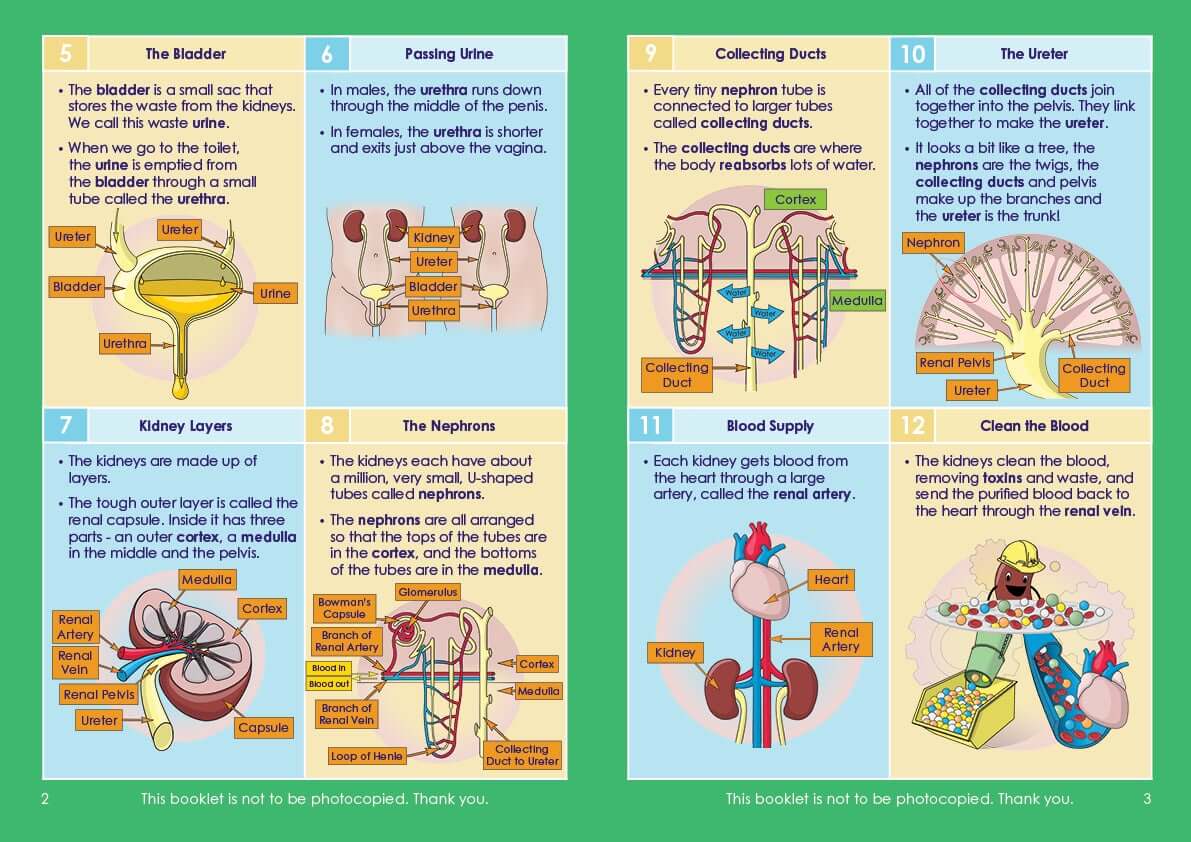 GCSE/KS4 Biology | Kidney Function | Resources For Dyslexics